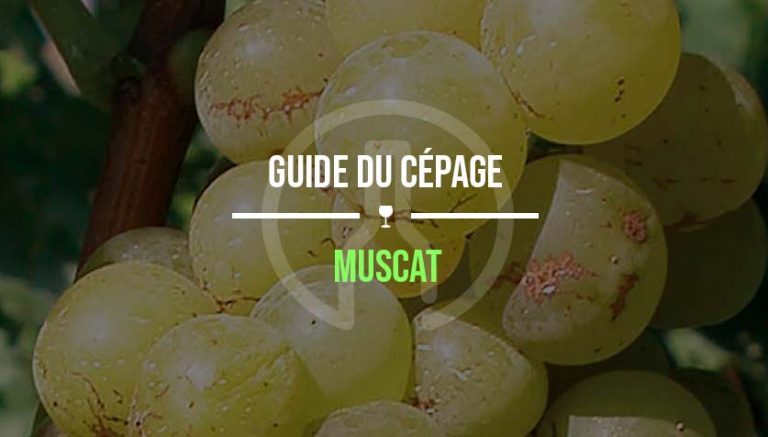 Qu'est-ce que le Muscat ? Guide complet du cépage